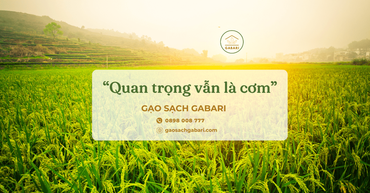 Câu Chuyện của Thương Hiệu Gạo Sạch Gabari