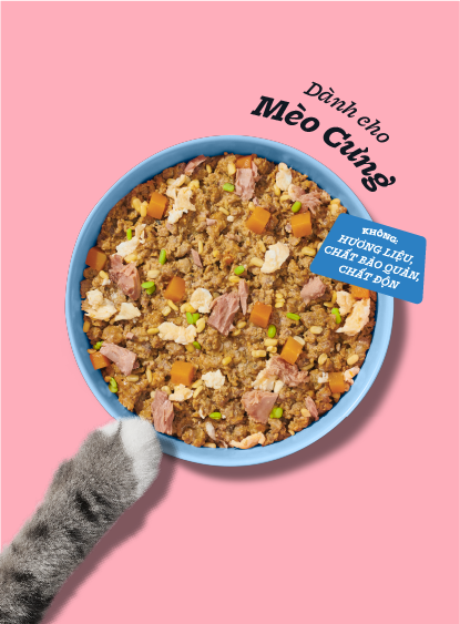 Chán hạt thèm pate? – Bữa ăn tươi Pet Choy