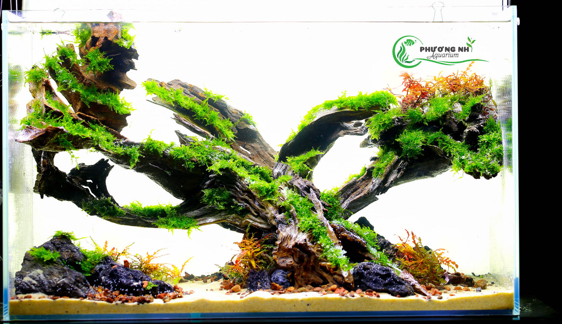 Rêu Mini Fiss – Cty TNHH Phuongnhi Aquarium