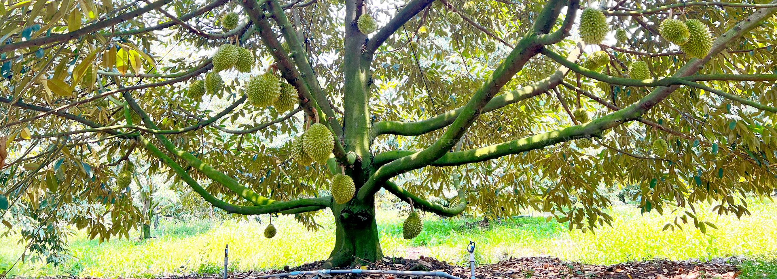 Durian Guide – NNT FOOD