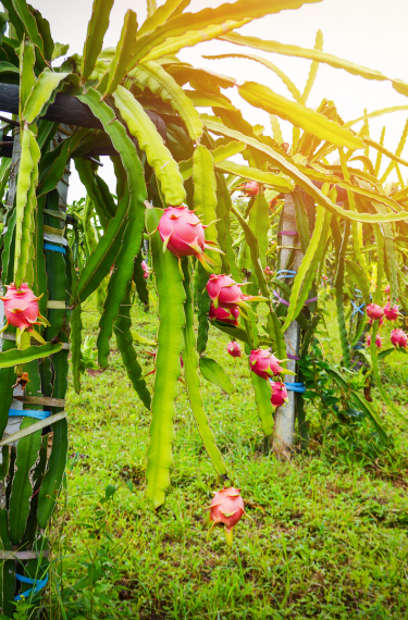 Papa Farm – CÔNG TY TNHH XUẤT NHẬP KHẨU PAPA FARM
